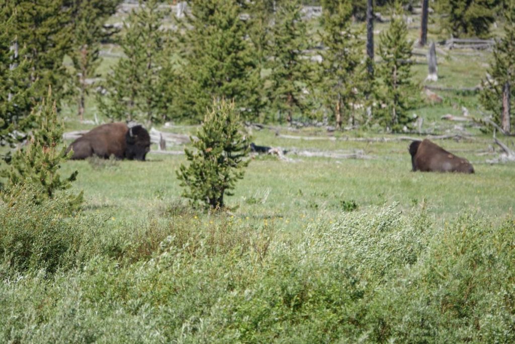 An RVers Guide to Yellowstone: America's First National Park | NIRVC